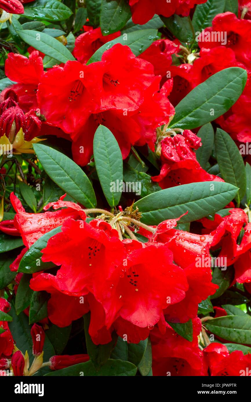 Plant of thor hi-res stock photography and images - Alamy