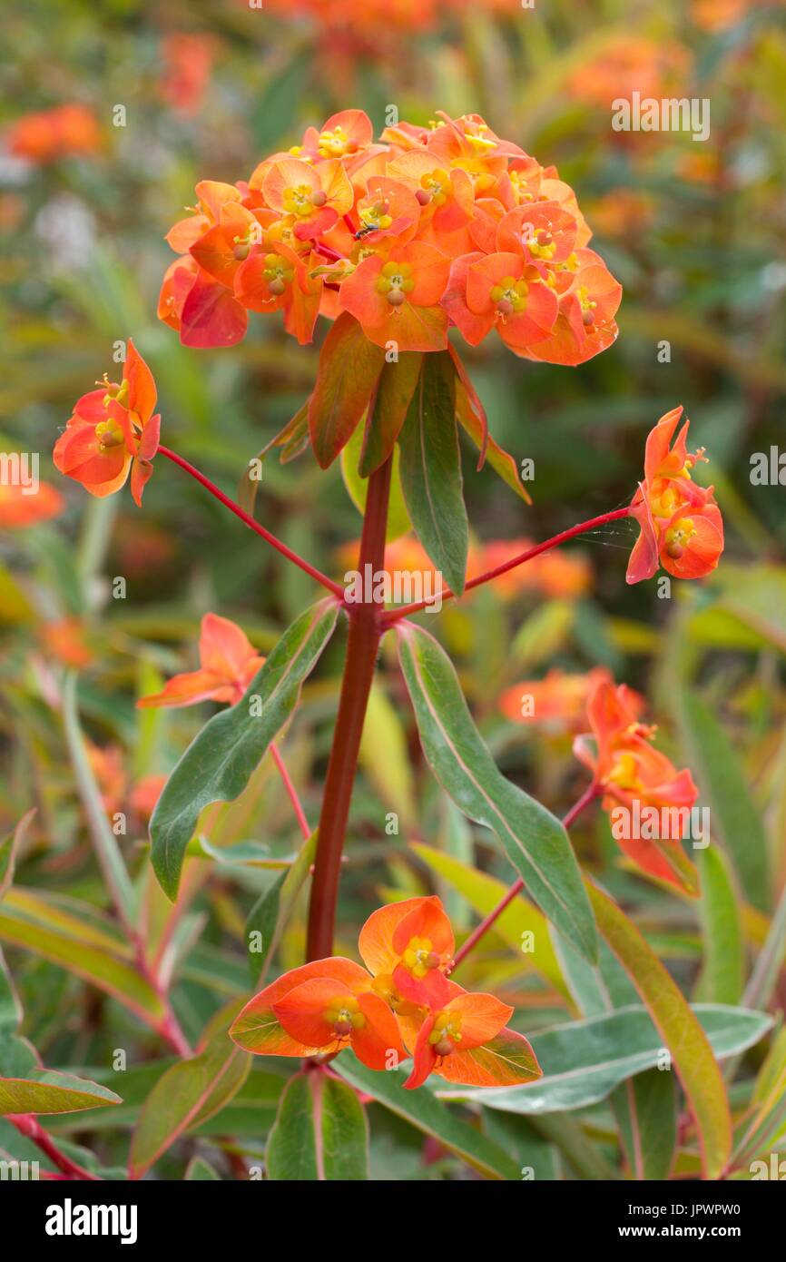 Euphorbia griffithii fireglow spurge orange perennial hi-res stock ...