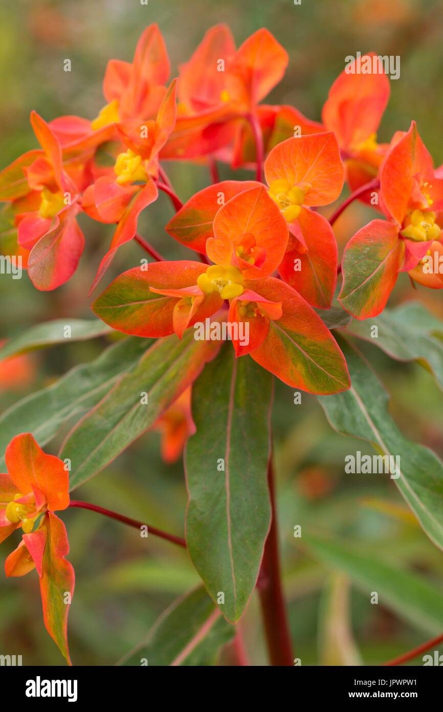 Euphorbia griffithii fireglow spurge orange perennial hi-res stock ...