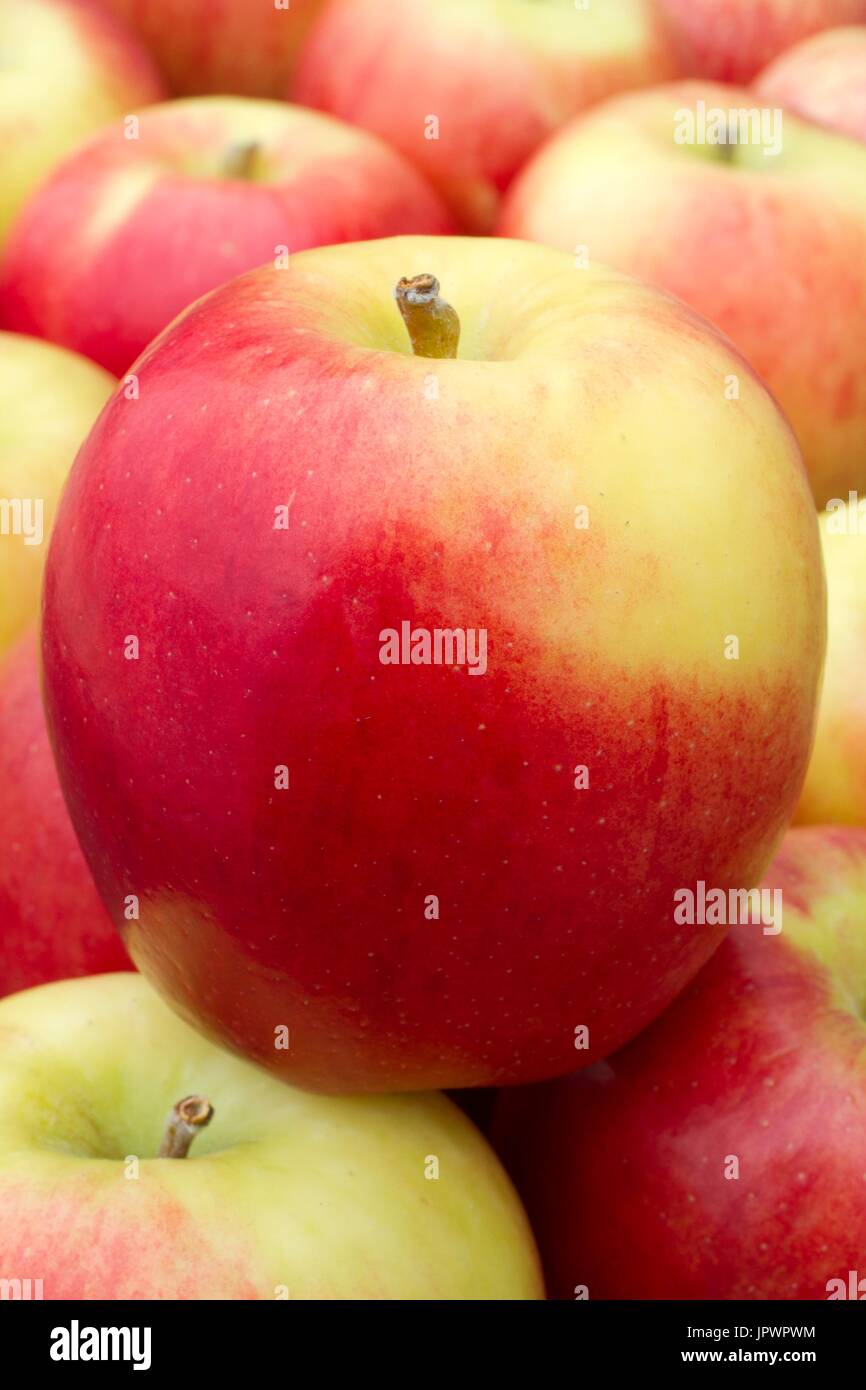 Apple 'Scifresh'. Nom commercial : Pomme Jazz Stock Photo - Alamy