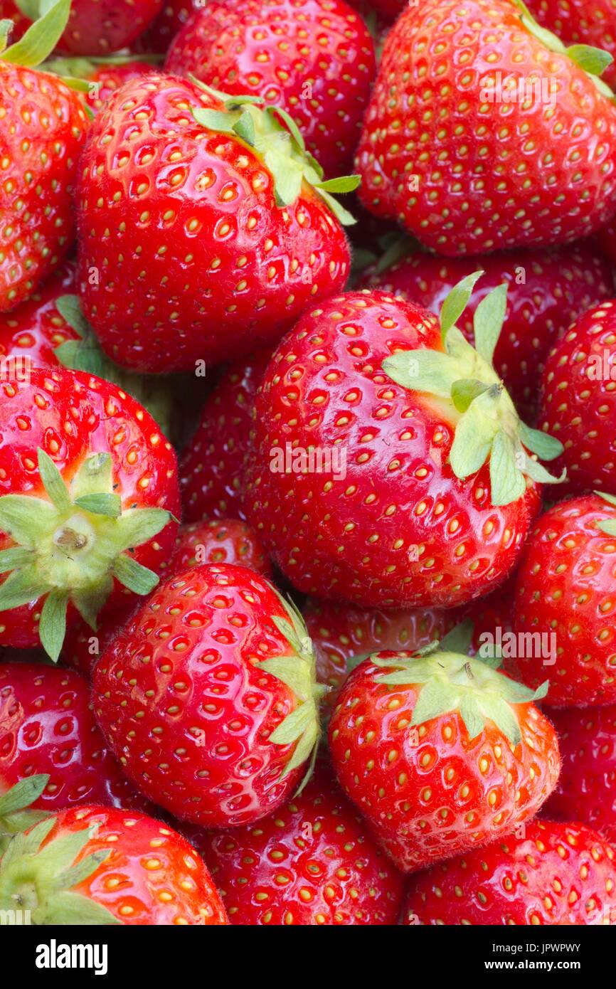 Strawberries 'Elsanta' . Fragaria x ananassa Stock Photo - Alamy