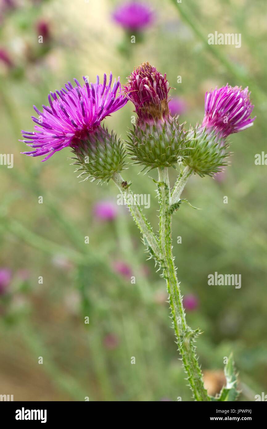 Welted thistle in bloom - Carduus crispus Stock Photo - Alamy