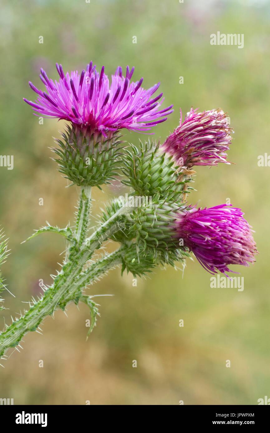 Welted thistle in bloom - Carduus crispus Stock Photo - Alamy