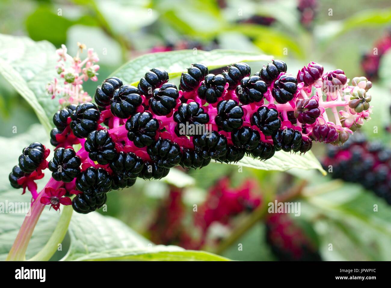 Indian poke in fruit - Phytolacca acinosa Stock Photo - Alamy