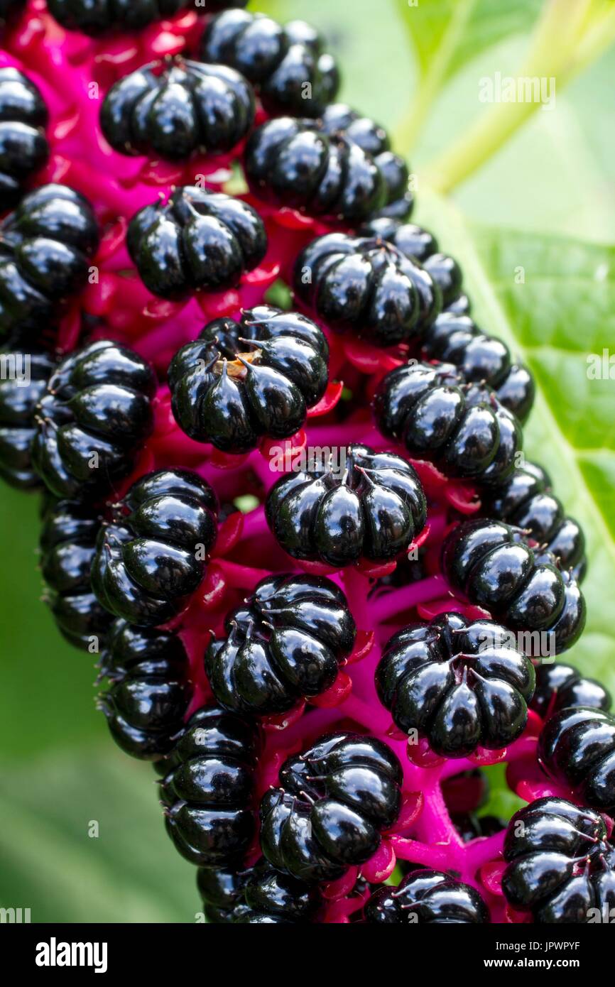 Indian poke in fruit - Phytolacca acinosa Stock Photo - Alamy