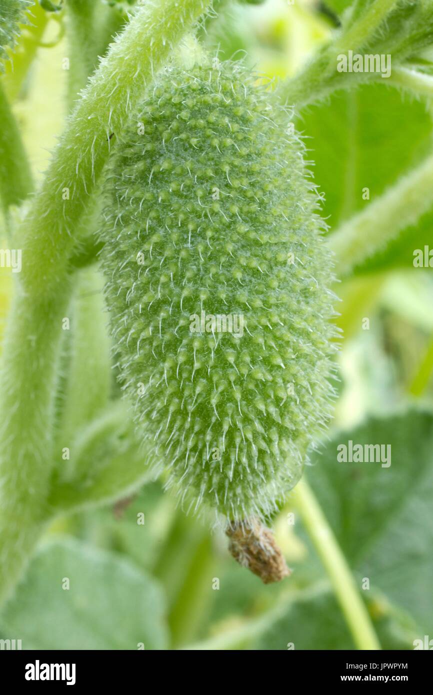 Ecballium elaterium seed hi-res stock photography and images - Alamy