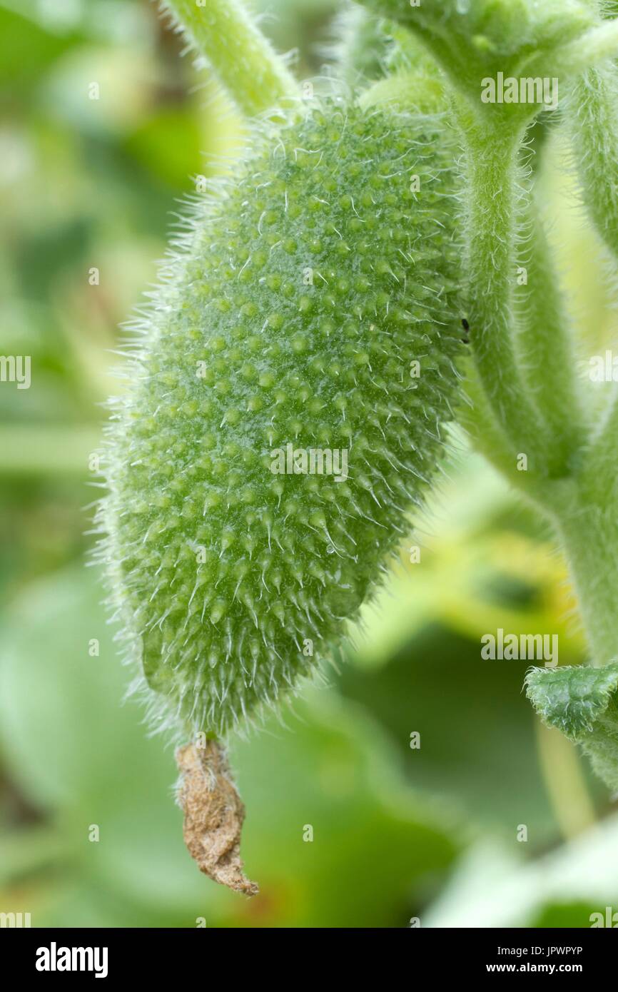 Ecballium elaterium seed hi-res stock photography and images - Alamy