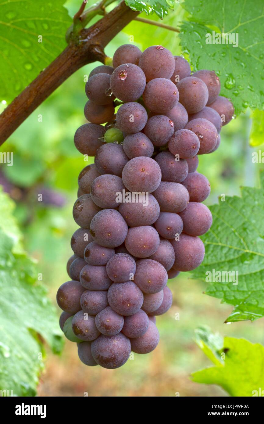 Grapes 'Pinot Gris' - Obernai. Bas-Rhin, Alsace. France Stock Photo - Alamy