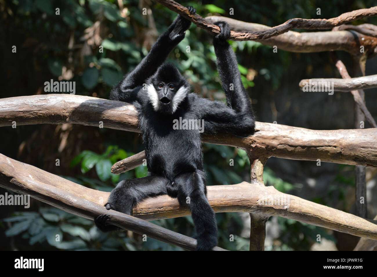 Branch of facial hi-res stock photography and images - Alamy