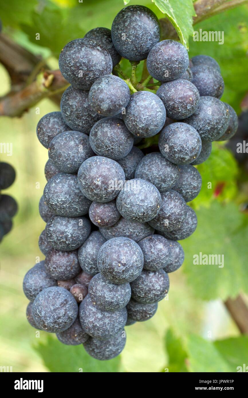Bordeaux Mixture High Resolution Stock Photography and Images - Alamy