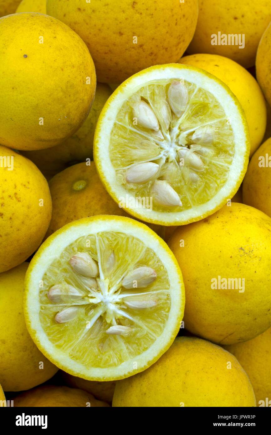 Hardy orange poncirus trifoliata hi-res stock photography and images ...