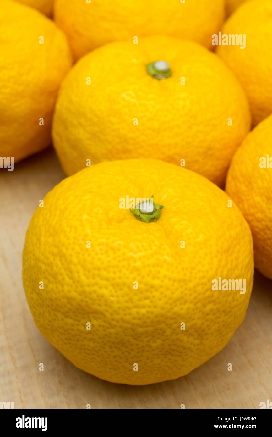 Citrus junos 'yuzu', Japanese lemon X Citrus ichangensis Stock Photo ...