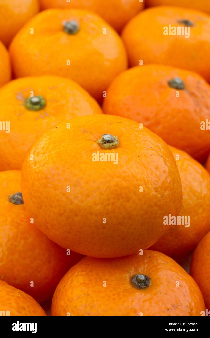 Kishu mandarins, Citrus kinokuni Stock Photo - Alamy