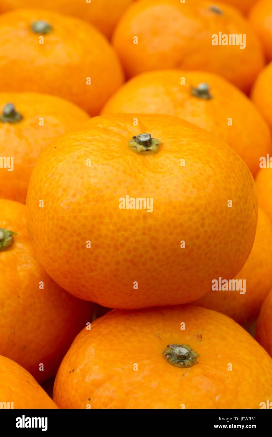 Kishu mandarins, Citrus kinokuni Stock Photo - Alamy