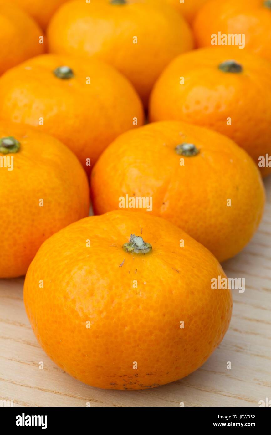Kishu mandarins, Citrus kinokuni Stock Photo - Alamy
