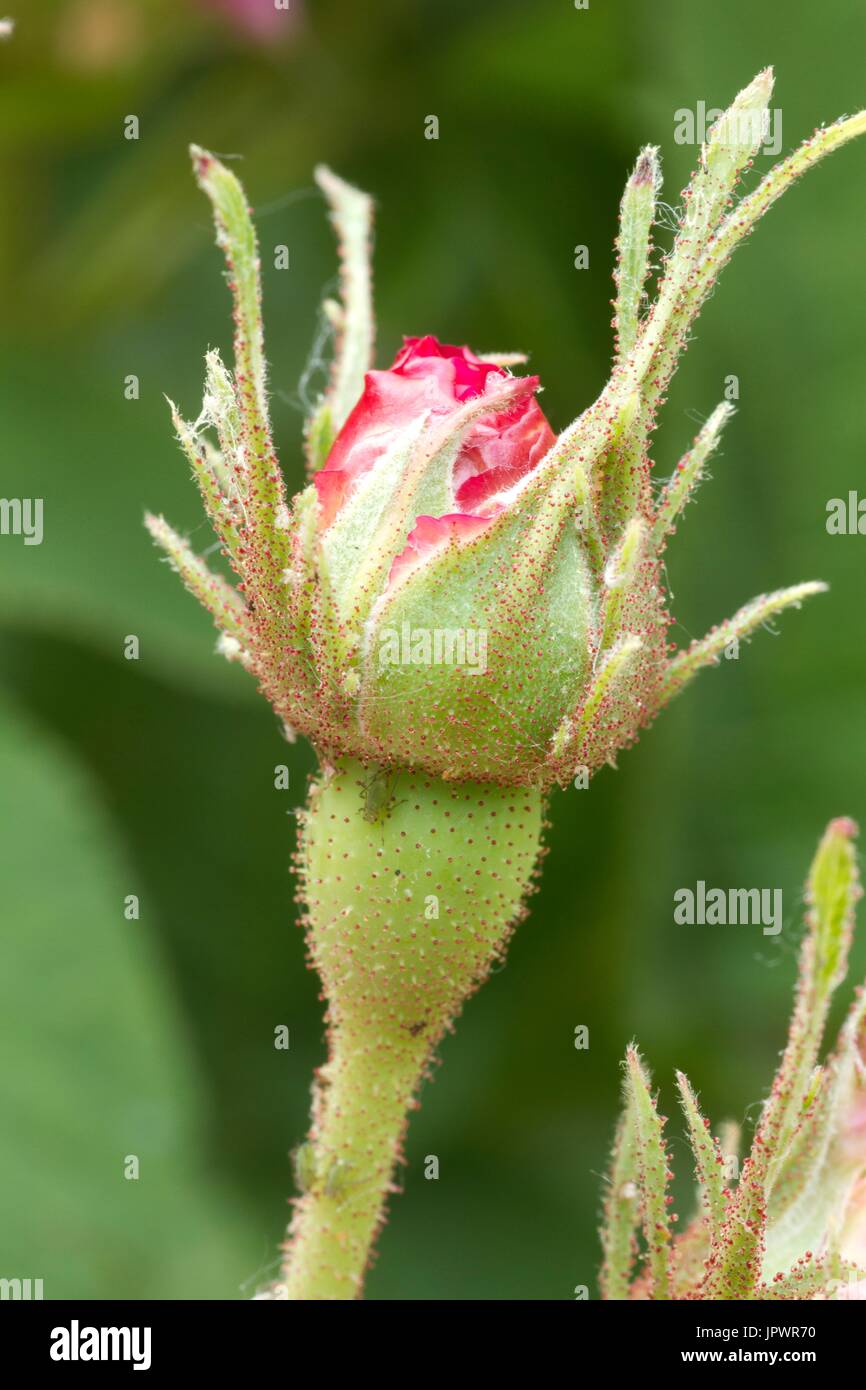 Damascus rose-tree in bud Stock Photo - Alamy