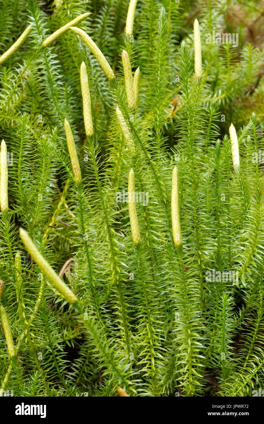 Lycopodium sp hi-res stock photography and images - Alamy