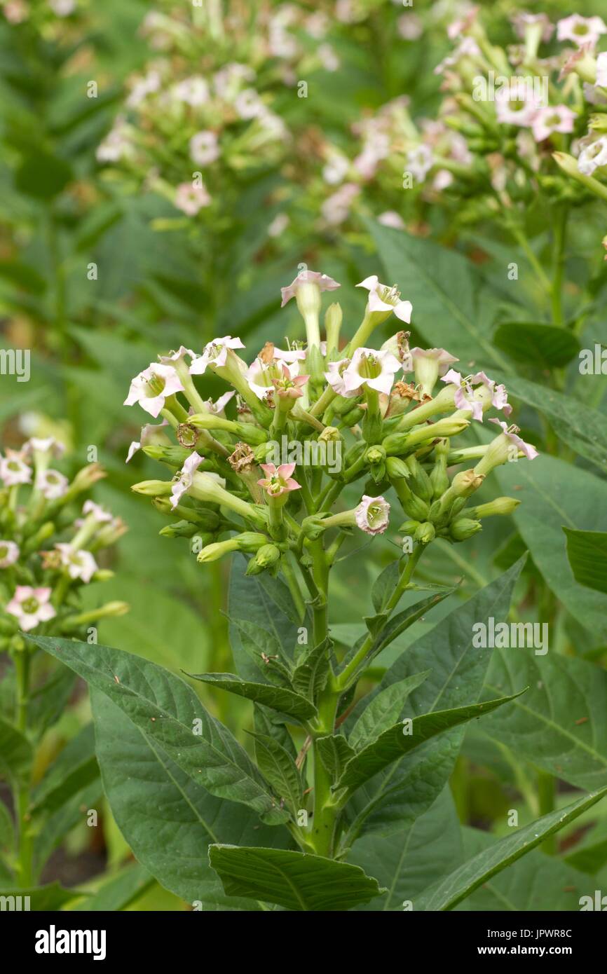 Flowering tobacco nicotiana sp hi-res stock photography and images - Alamy
