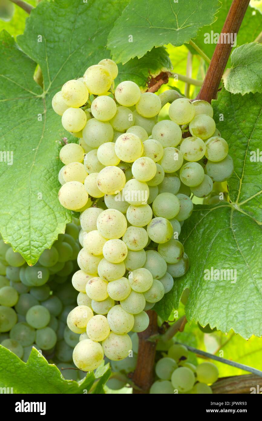 Grapes 'Pinot Blanc' Stock Photo - Alamy