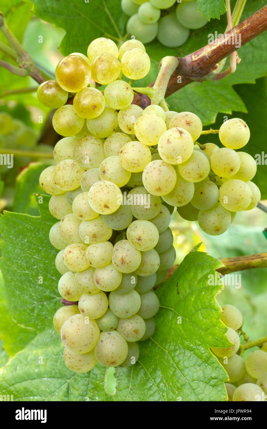 White Grape Varieties Stock Photos & White Grape Varieties Stock Images ...