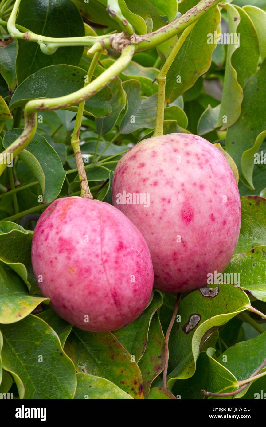 Japanese staunton vine fruits Stock Photo - Alamy