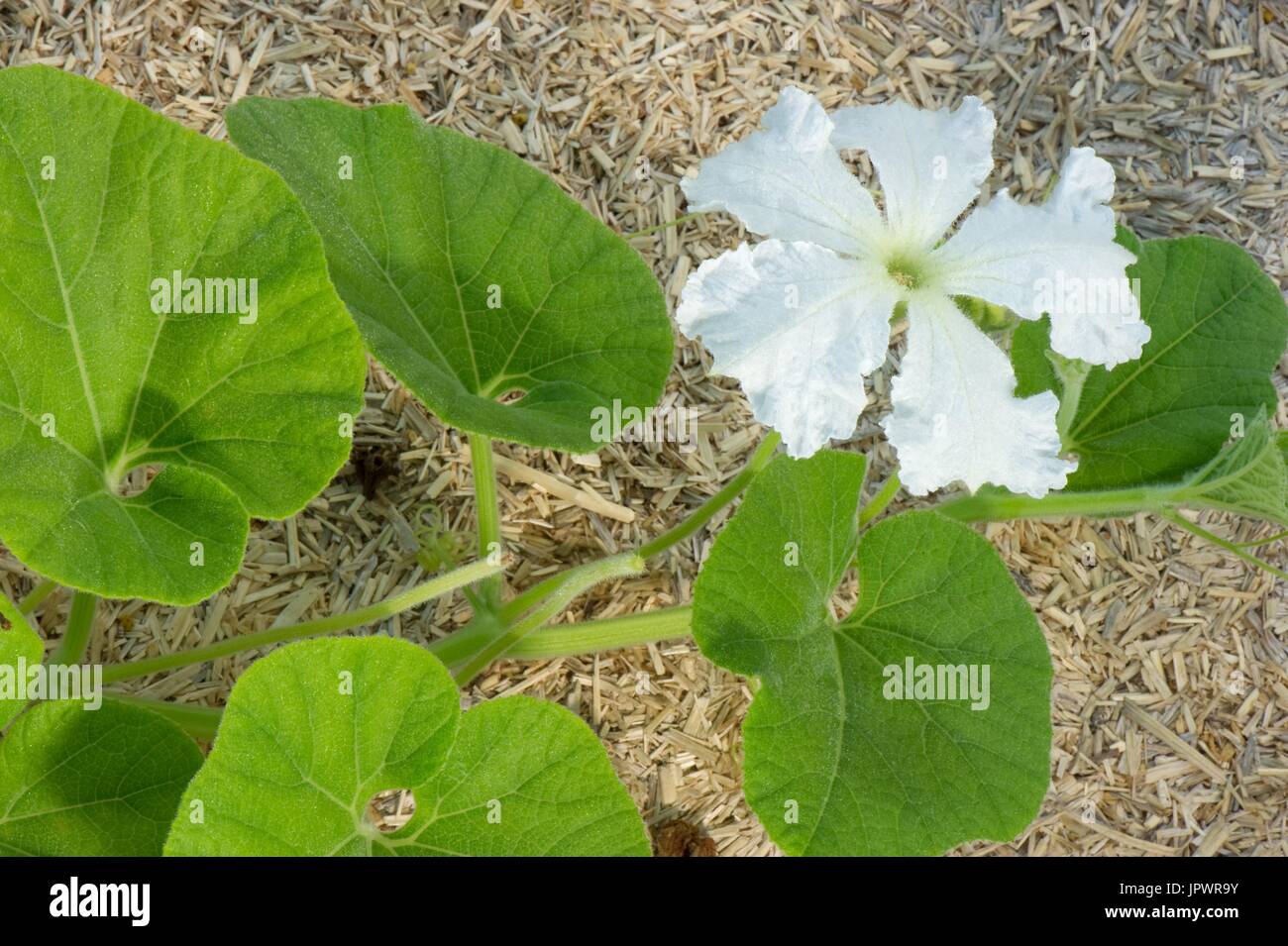 Flower of Calabash (Lagenaria siceraria Stock Photo - Alamy