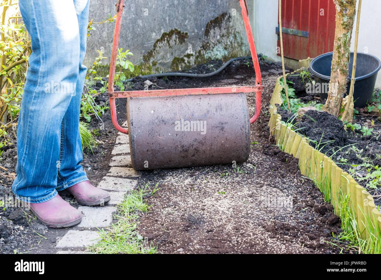 Sowing a lawn on a garden path Stock Photo - Alamy