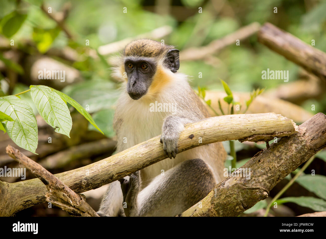 Green Monkey. The green monkeys found in Barbados originally came from ...