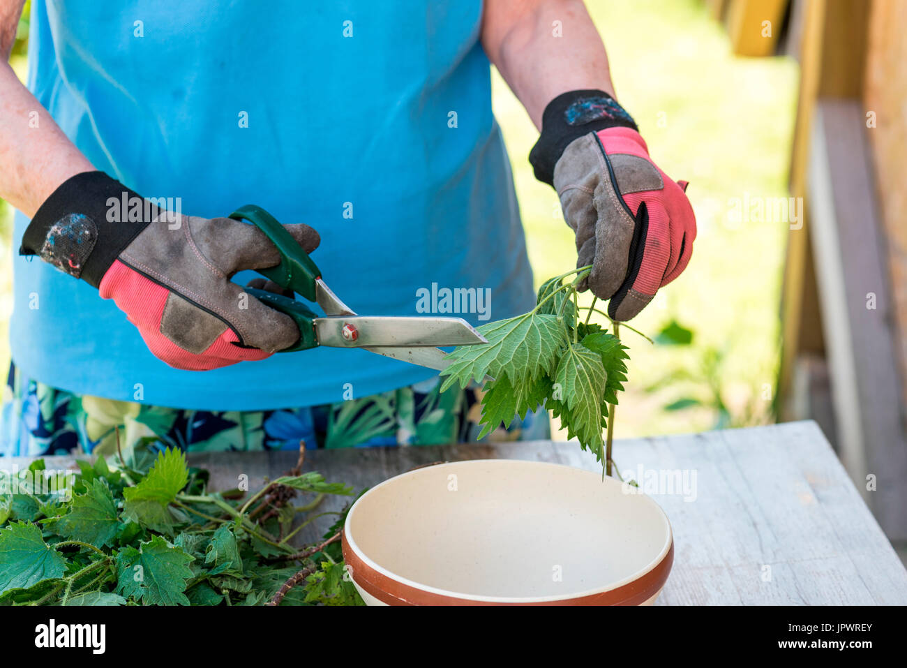 Nettle Urtica Sp High Resolution Stock Photography and Images - Alamy