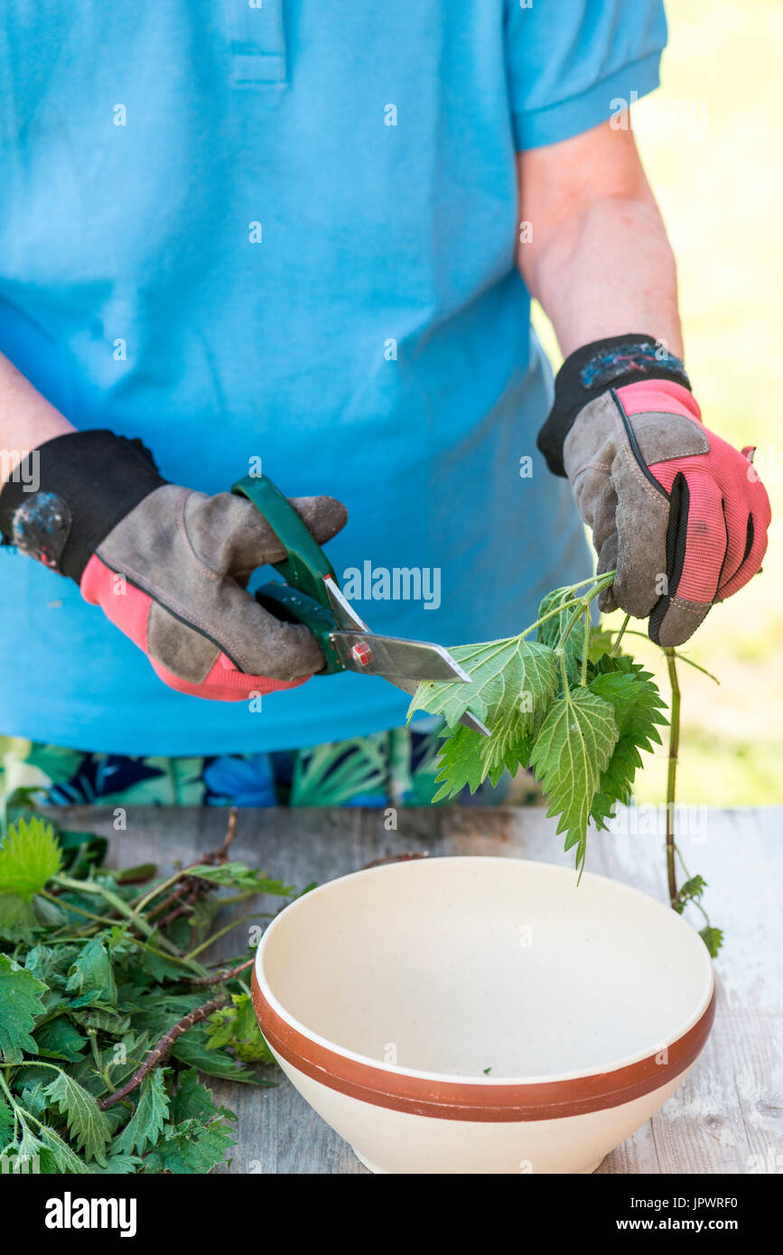 Nettle Urtica Sp High Resolution Stock Photography and Images - Alamy