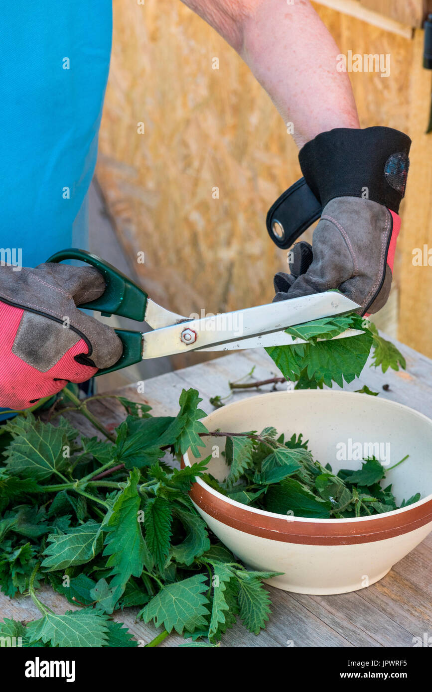 Making of nettle manure Stock Photo - Alamy