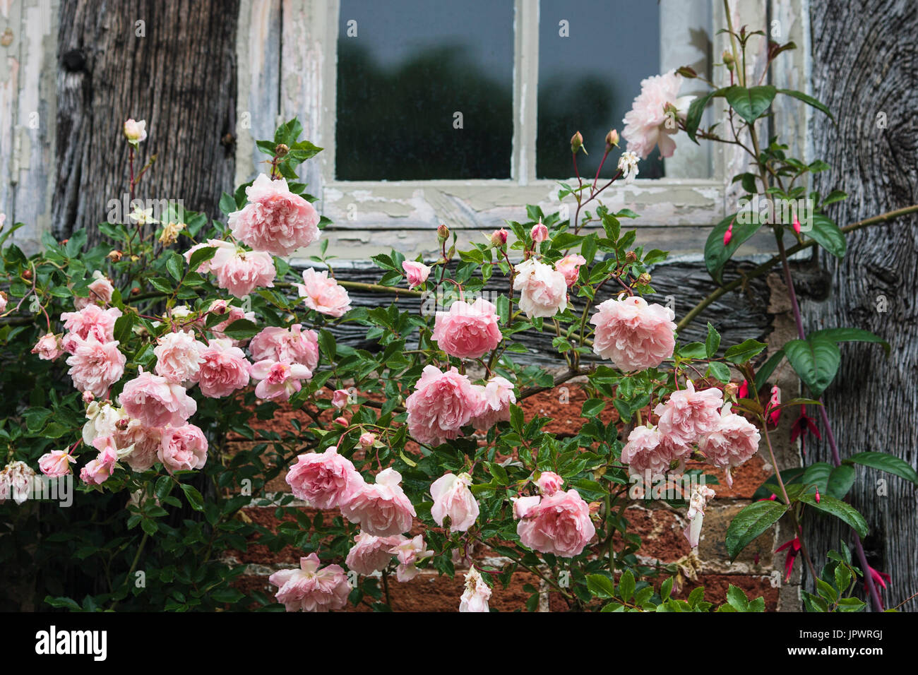 Climbing rose-tree in bloom in a garden Stock Photo - Alamy