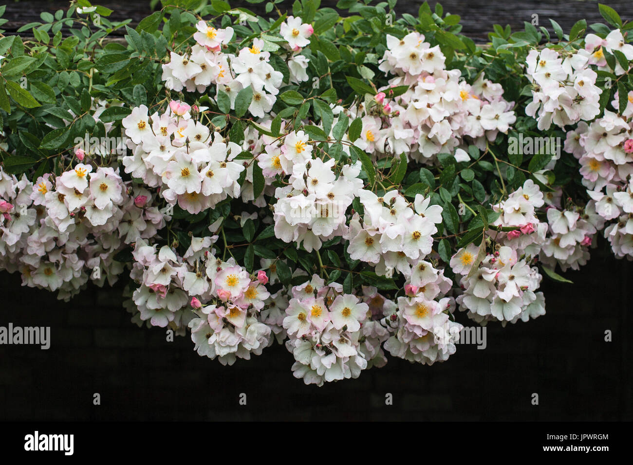 Climbing rose-tree in bloom in a garden Stock Photo - Alamy