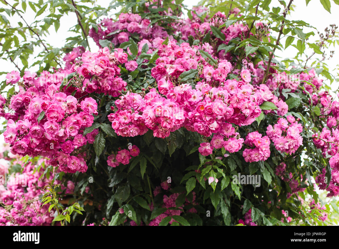 Climbing rose-tree in bloom in a garden Stock Photo - Alamy