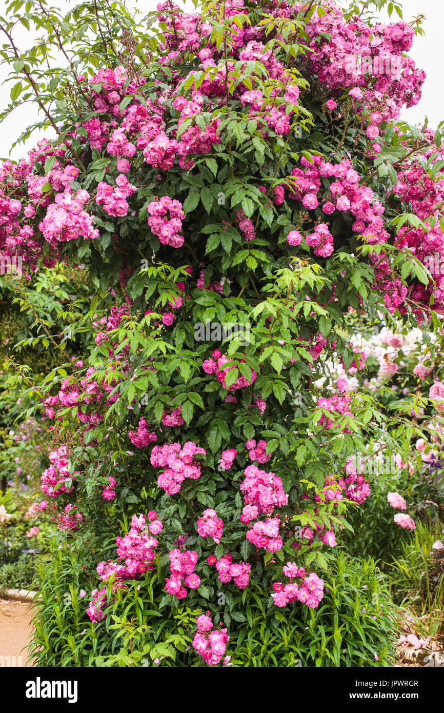 Climbing rose-tree in bloom in a garden Stock Photo - Alamy