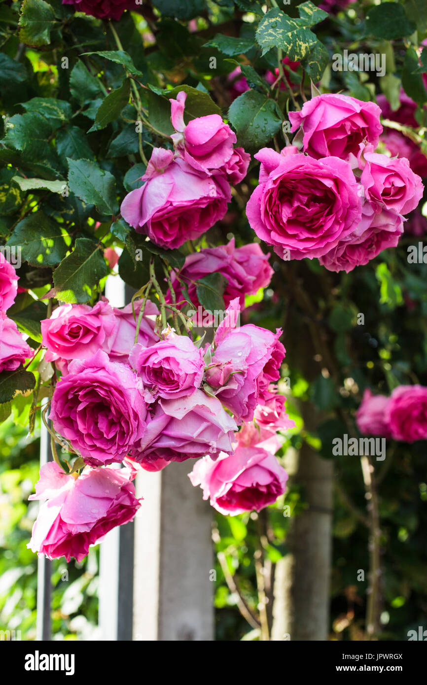 Climbing rose-tree in bloom in a garden Stock Photo - Alamy