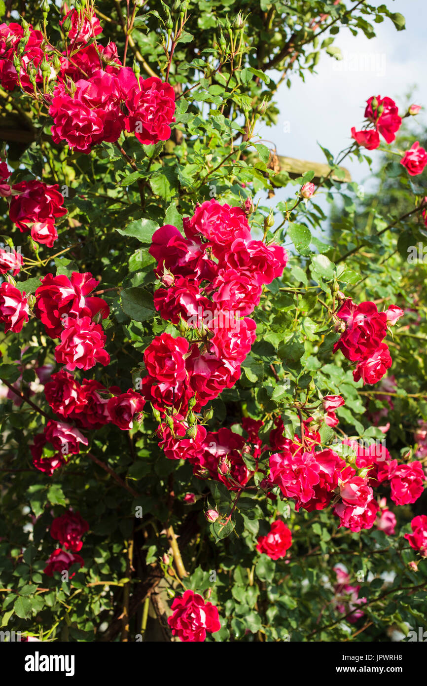Climbing rose-tree in bloom in a garden Stock Photo - Alamy