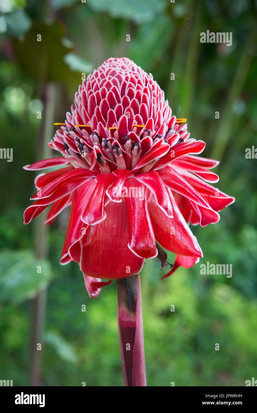Sao Tome And Principe Flower High Resolution Stock Photography and ...