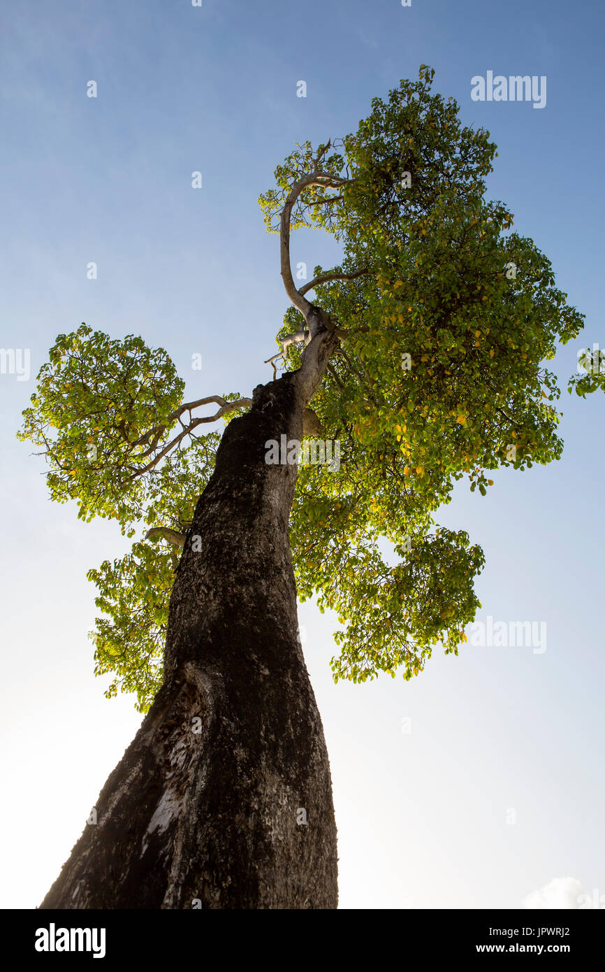 Manchineel tree with fruit hi-res stock photography and images - Alamy