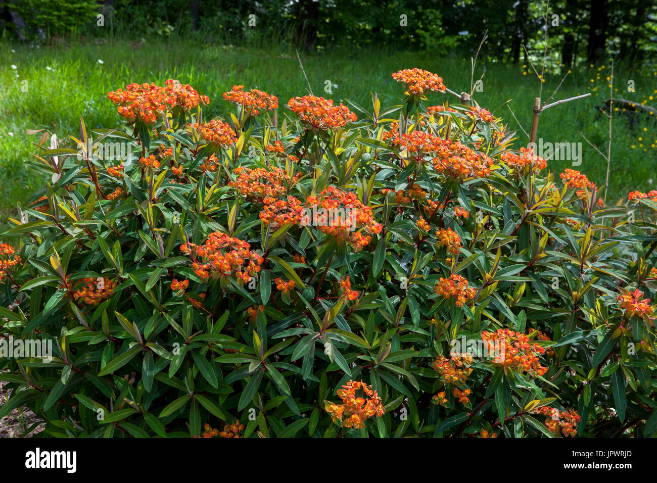 Euphorbia Griffithii Fireglow Spurge Orange Perennial High Resolution ...
