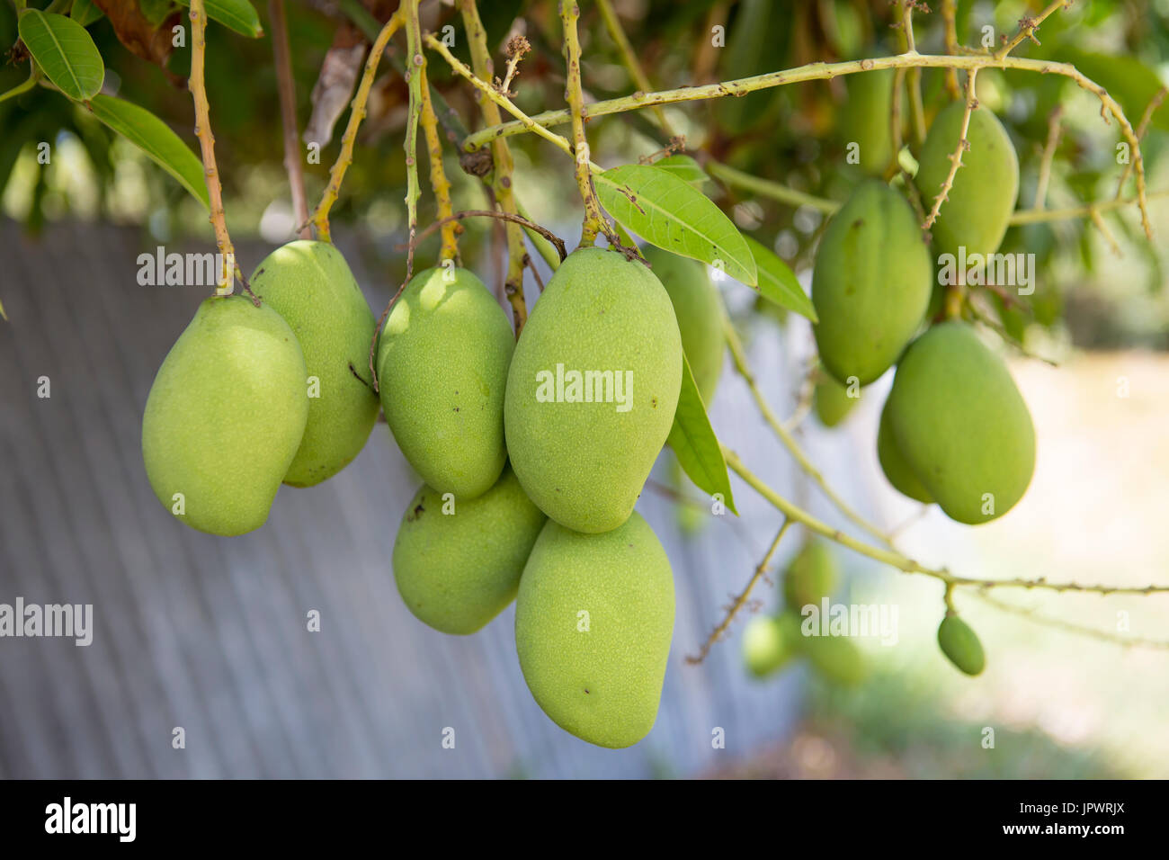 Mangoes. Green mangoes hang over a corrugated fence into a public area ...
