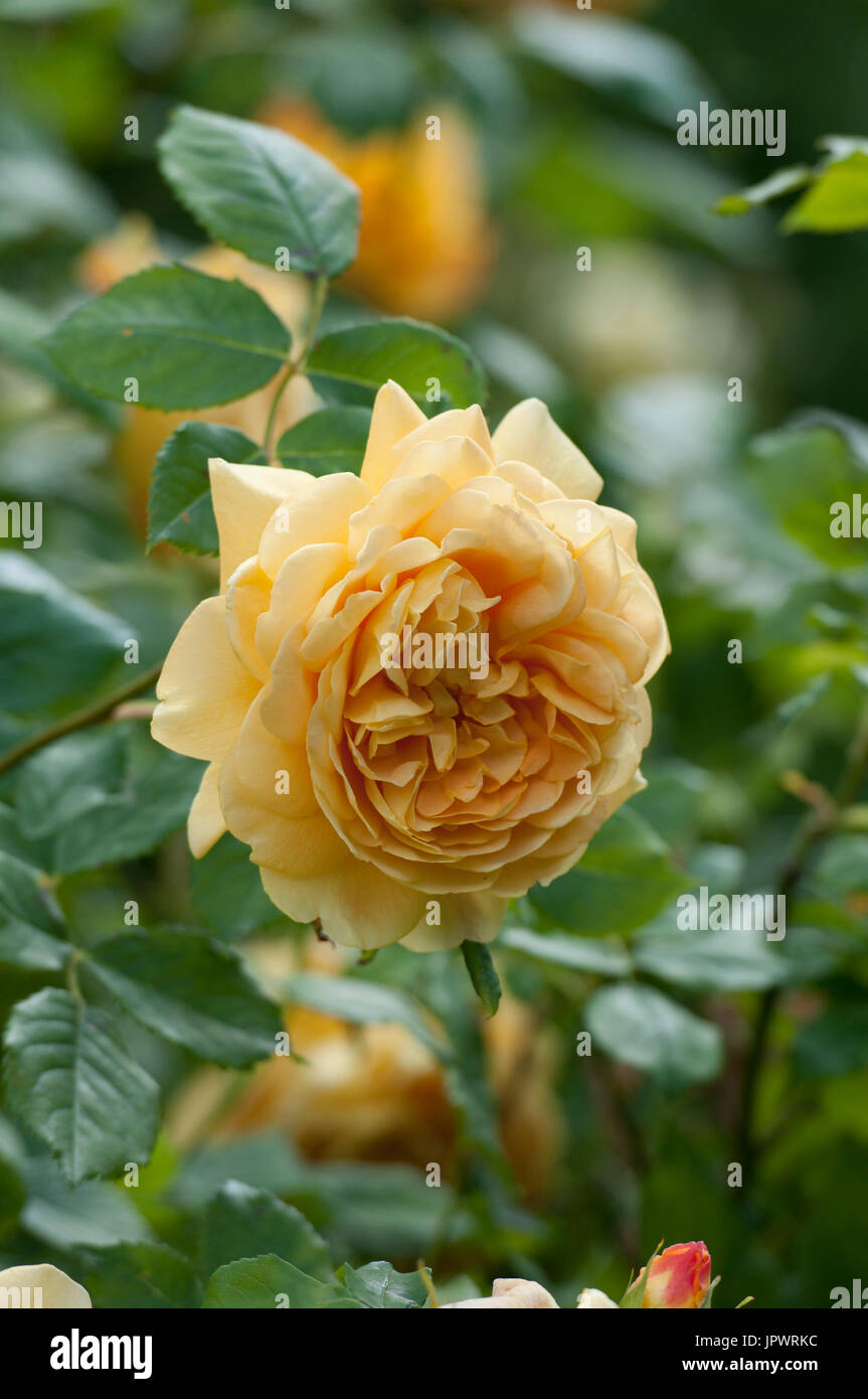 Rose-tree 'Golden Celebration' in bloom in a garden Stock Photo - Alamy