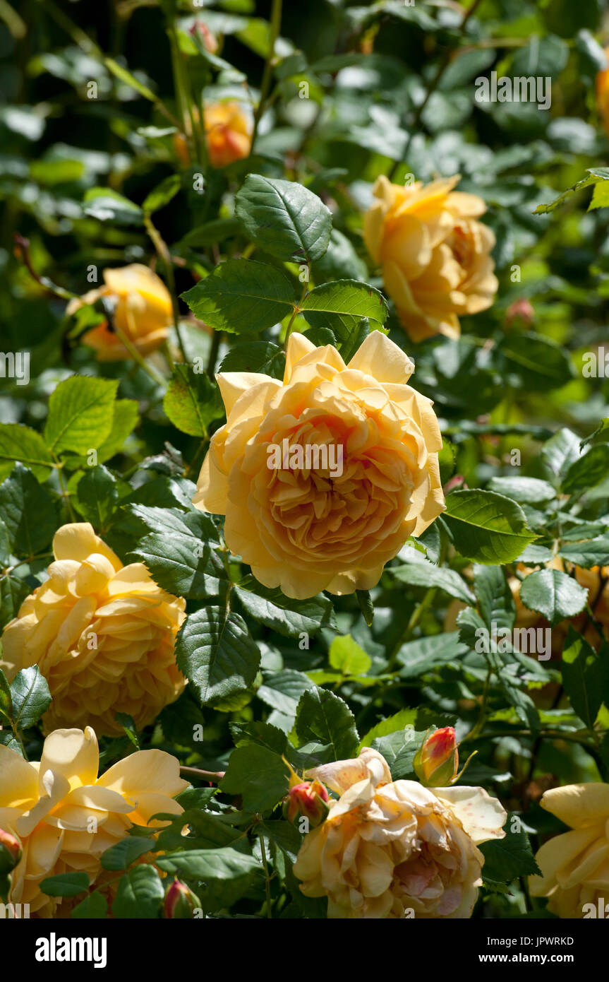 Rose-tree 'Golden Celebration' in bloom in a garden Stock Photo - Alamy