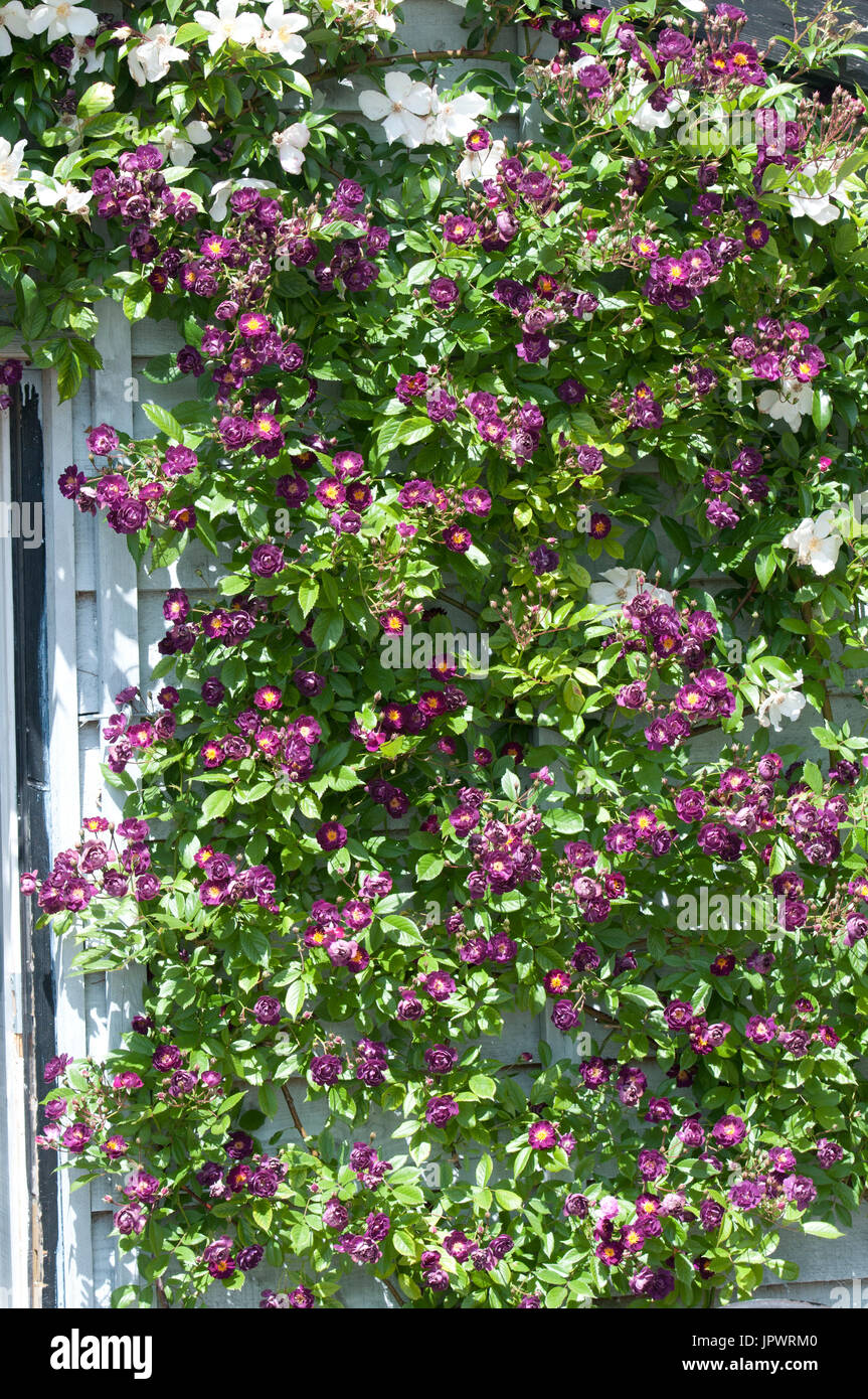 Rose-tree 'Violette' in bloom in a garden Stock Photo - Alamy