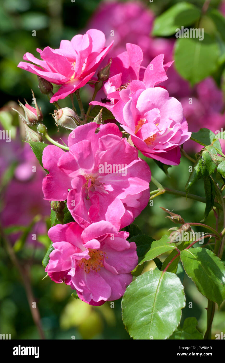 Rose-tree 'Vanity' in bloom in a garden Stock Photo - Alamy