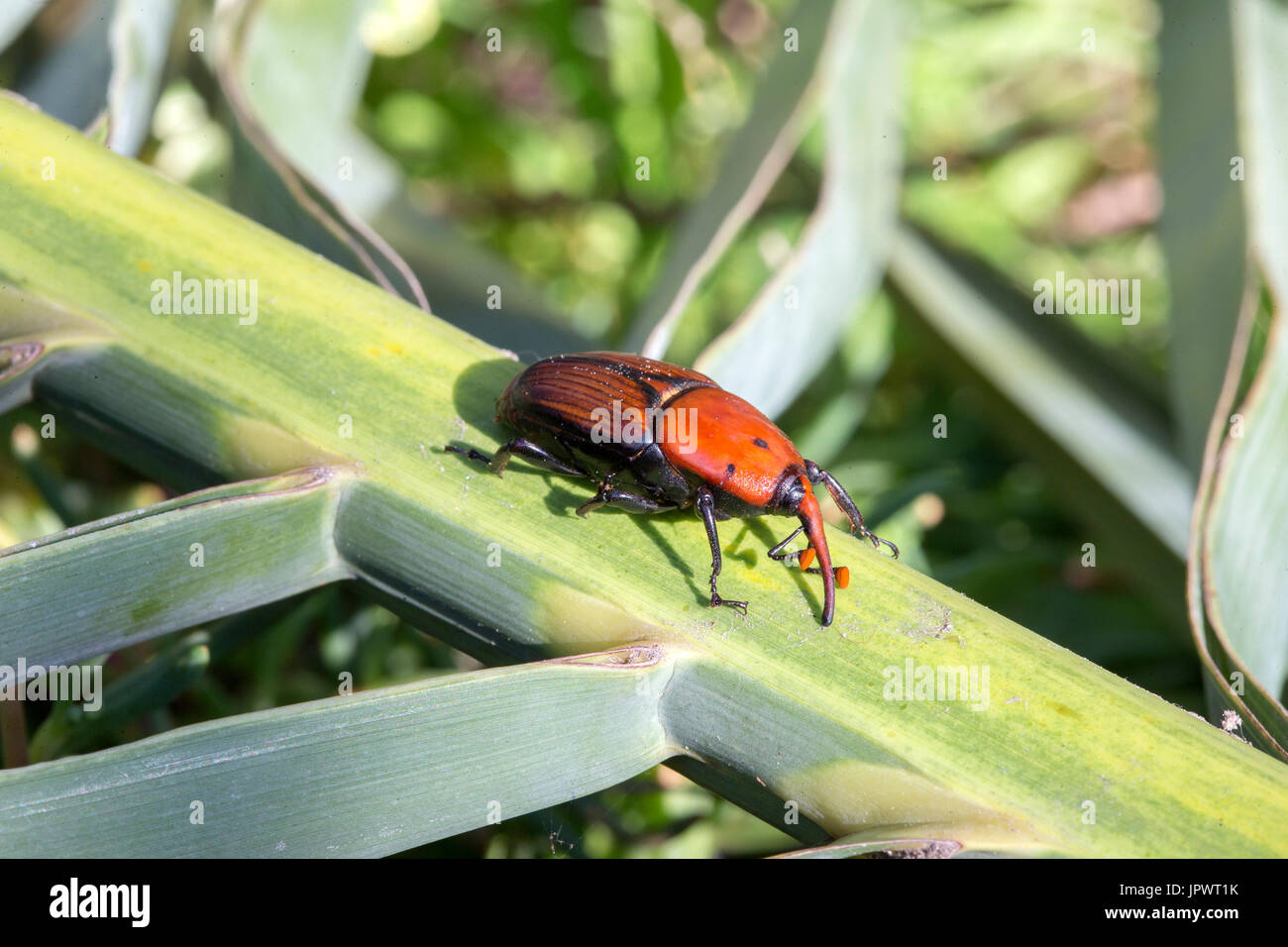 Red palm weevil (Rhynchophorus ferrugineus), pest which attacks palm ...