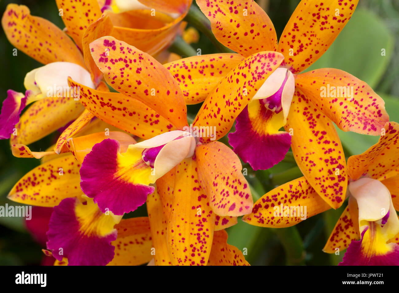 Cattleya 'Tropical Pointer'. Syn.: Laeliocattleya 'Tropical Pointer' Stock Photo - Alamy