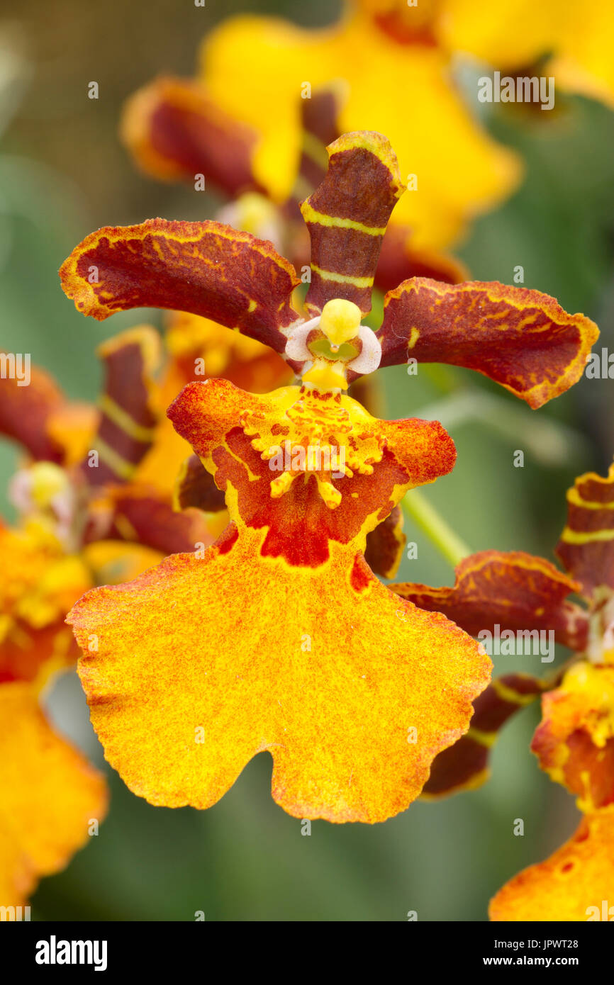 x Wilsonara 'Ursula Isler' Stock Photo - Alamy