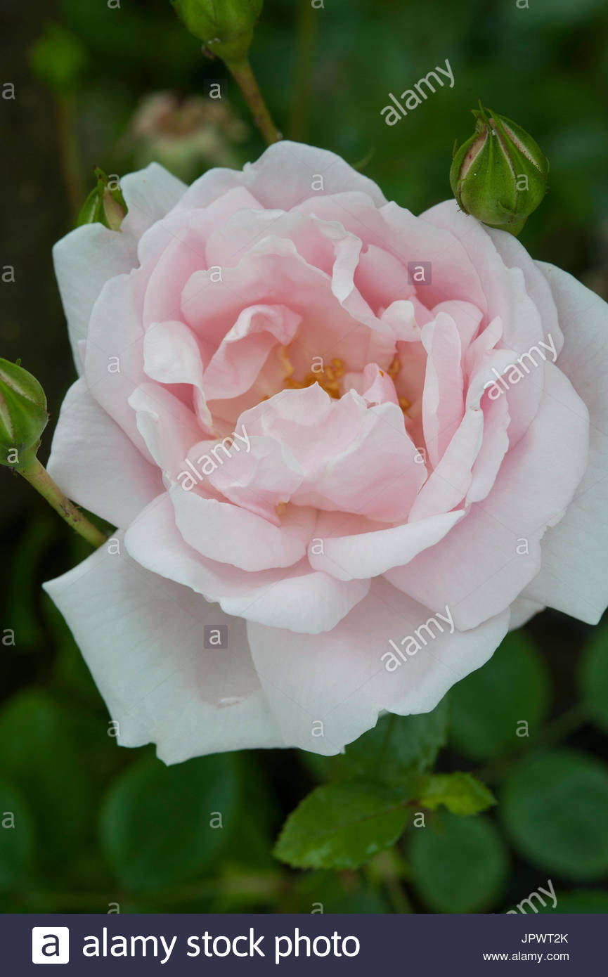 Hybrid Musk Roses Stock Photos & Hybrid Musk Roses Stock Images - Alamy