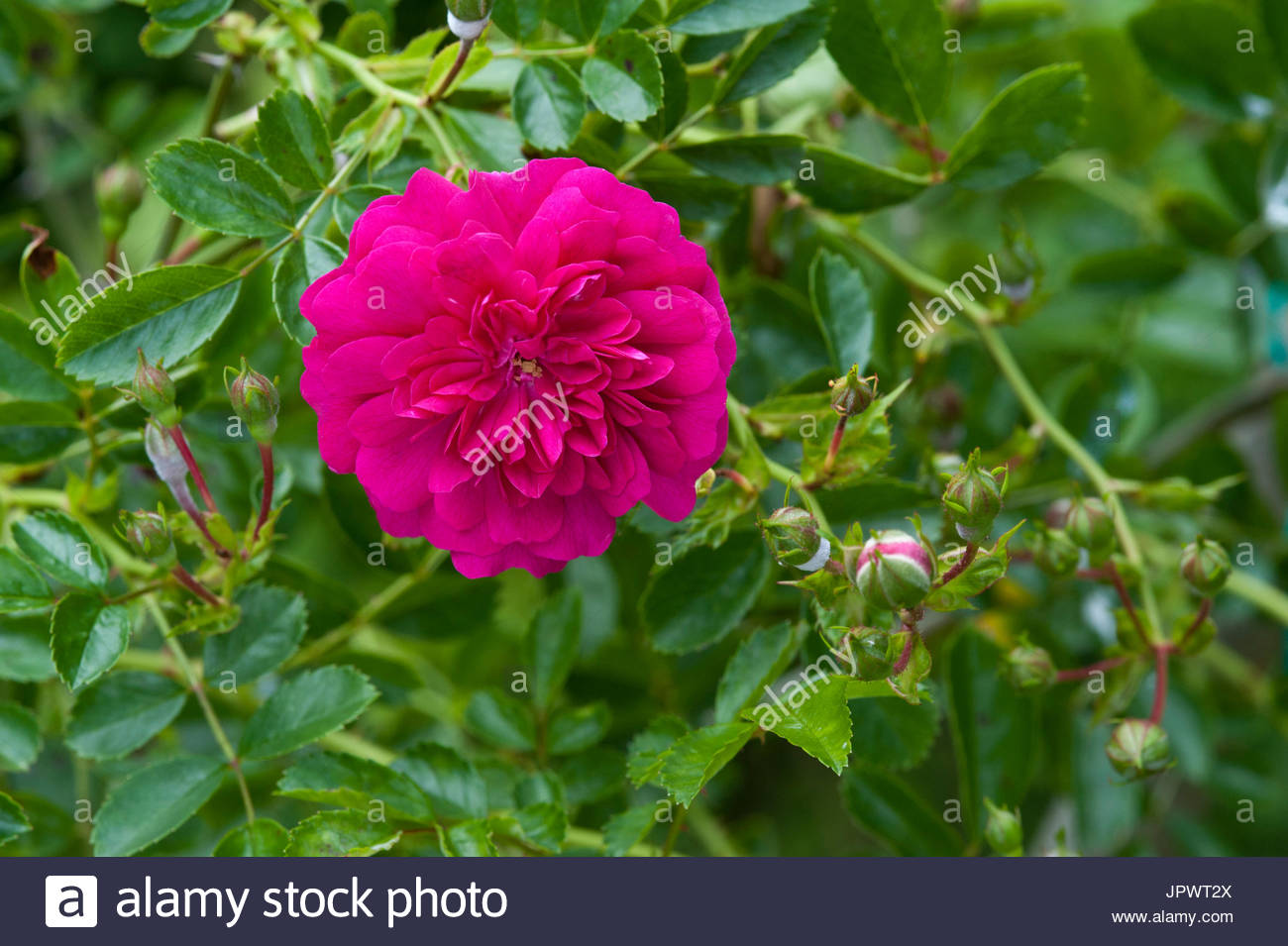 Dorothy Rose Stock Photos & Dorothy Rose Stock Images - Alamy